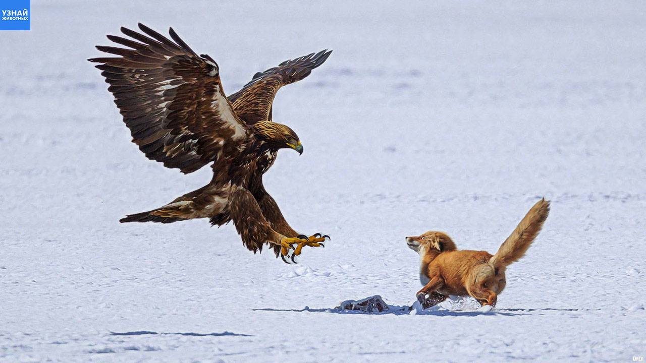 Их боятся даже Волки и Лисы – Орлы в Деле!
