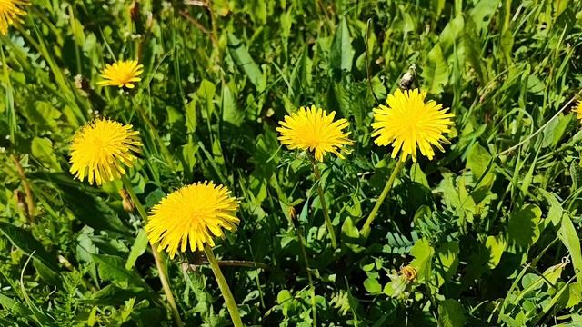 Цветущий одуванчик. Как цветёт одуванчик