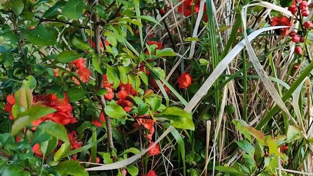 Цветущая айва японская. Как цветёт хеномелес