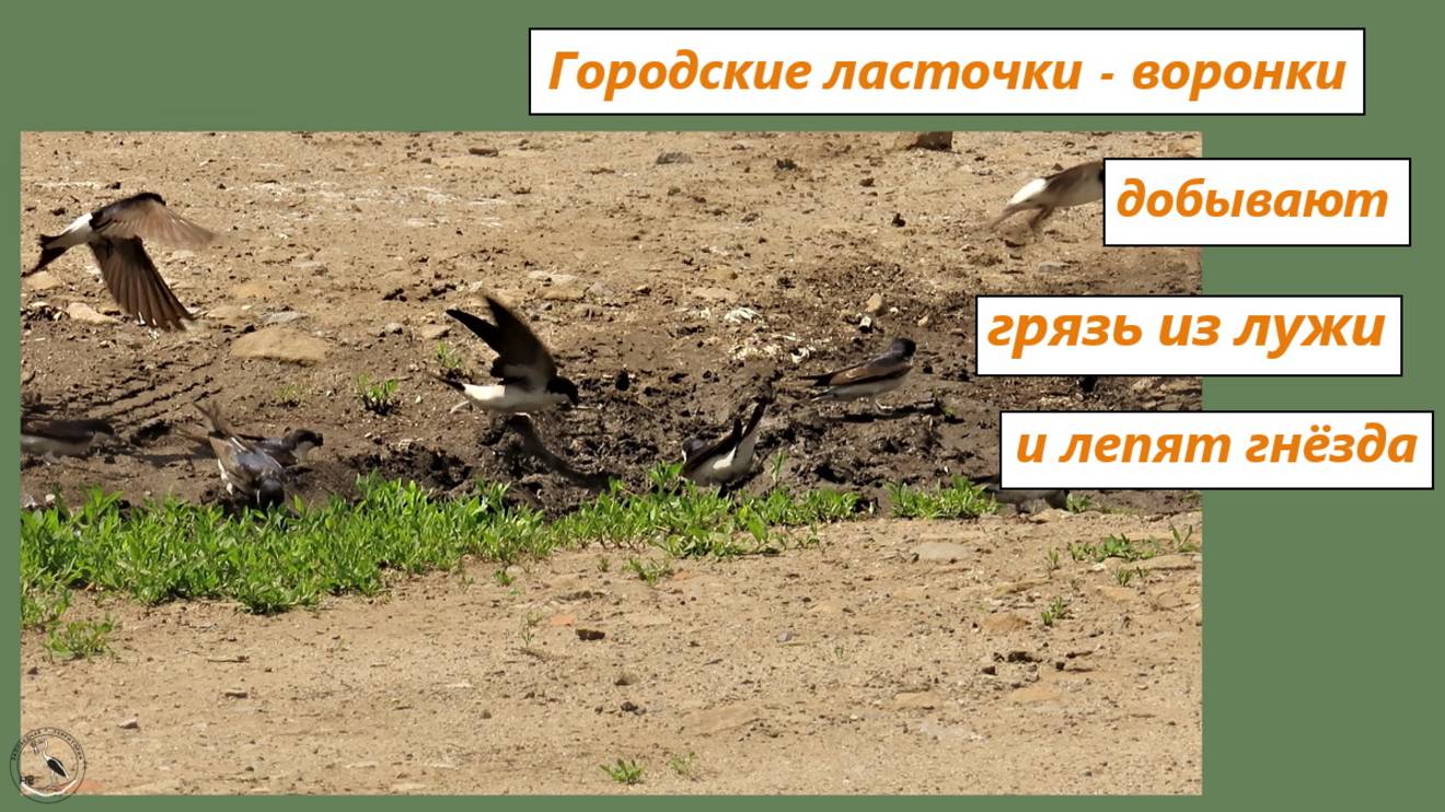 Городские ласточки - воронки лепят гнезда. А грязь берут из ценной лужи. Май