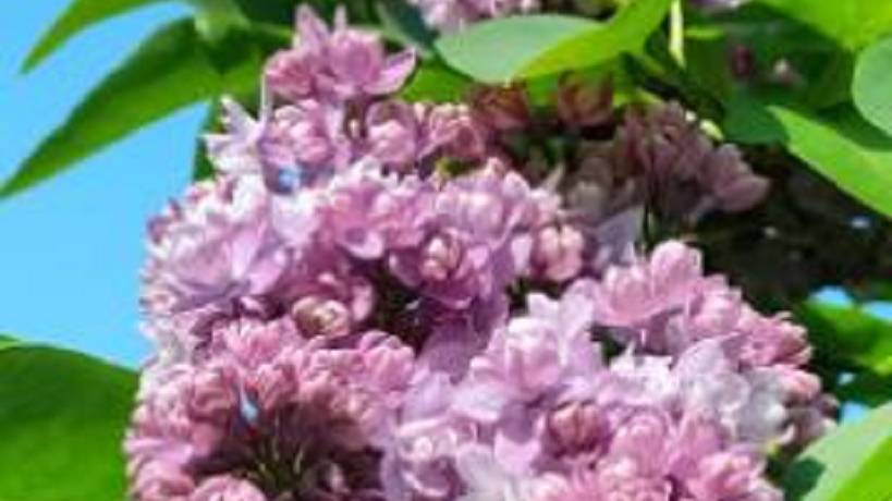 В жизни счастье одно (Сирень)