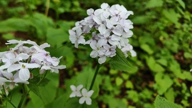 Как цветёт лунник оживающий