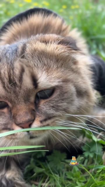 И еще вкусняшки, пожалуйста😹 #котики #юмор #животные