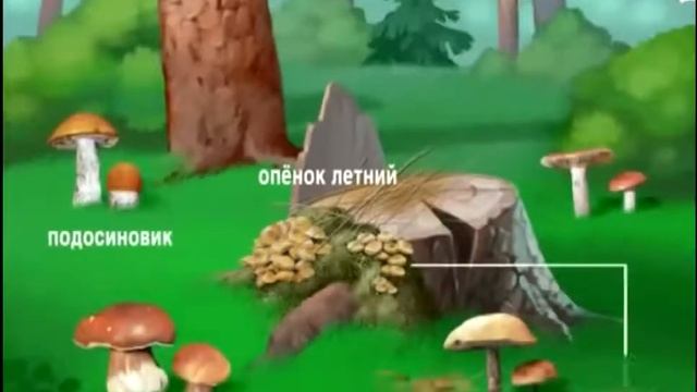 Правила безопасности для детей на природе, в городе, при пожаре   Обучающий мультфильм