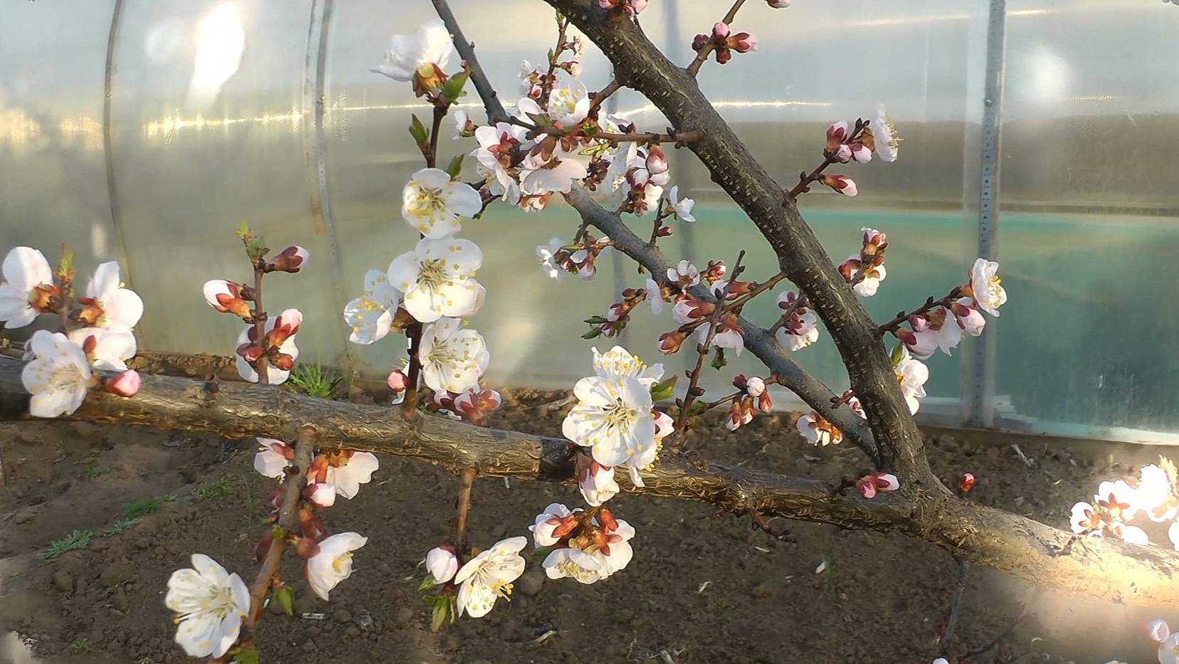 Белый танец весны. 2024 - 2025