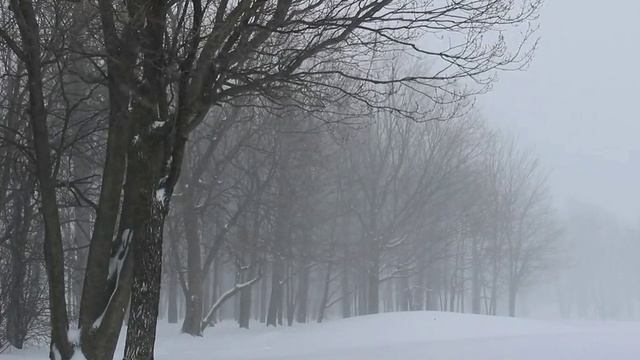Зима холода и тайна зимнего леса.