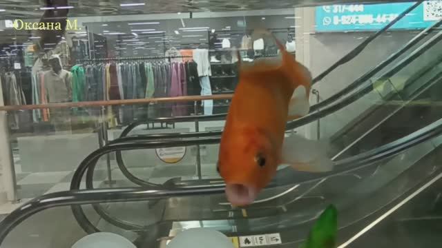 Рыбки плавают в аквариуме ТЦ