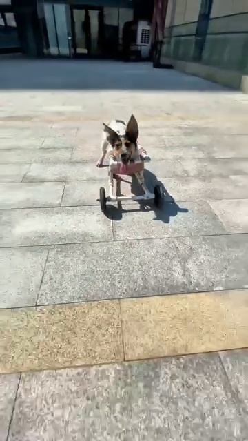 Радость жизни