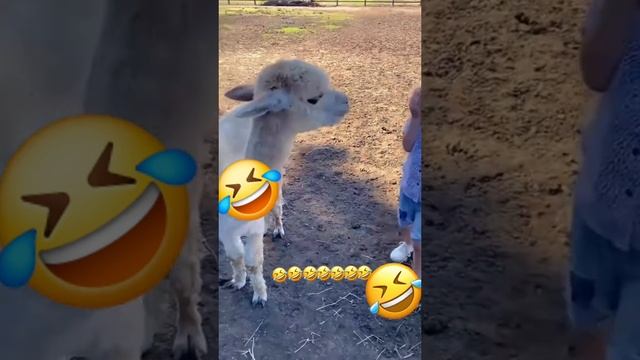 Плевки!!! 🤣🤣🤣