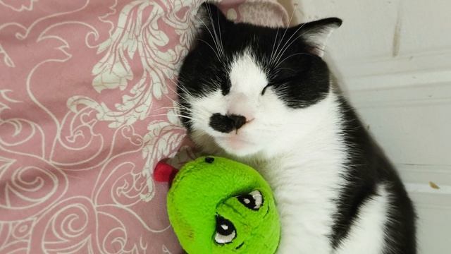 Колыбельная для котёнка