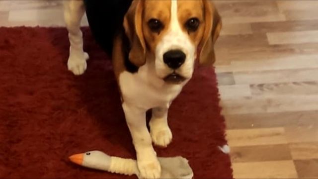 Исповедь щенка, разорвавшего игрушечную курицу.