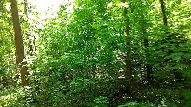 Такое звонкое пение птиц , можно заслушаться, наконец пришло тепло , радость и счастье поют птицы