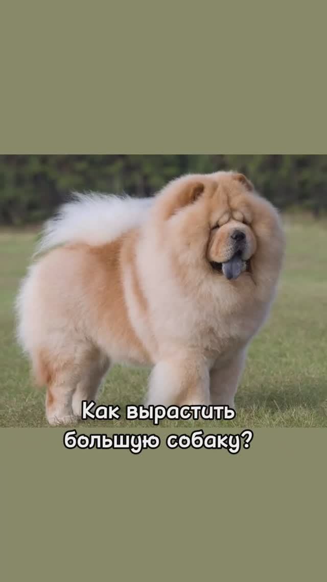 Как вырастить большую собаку?