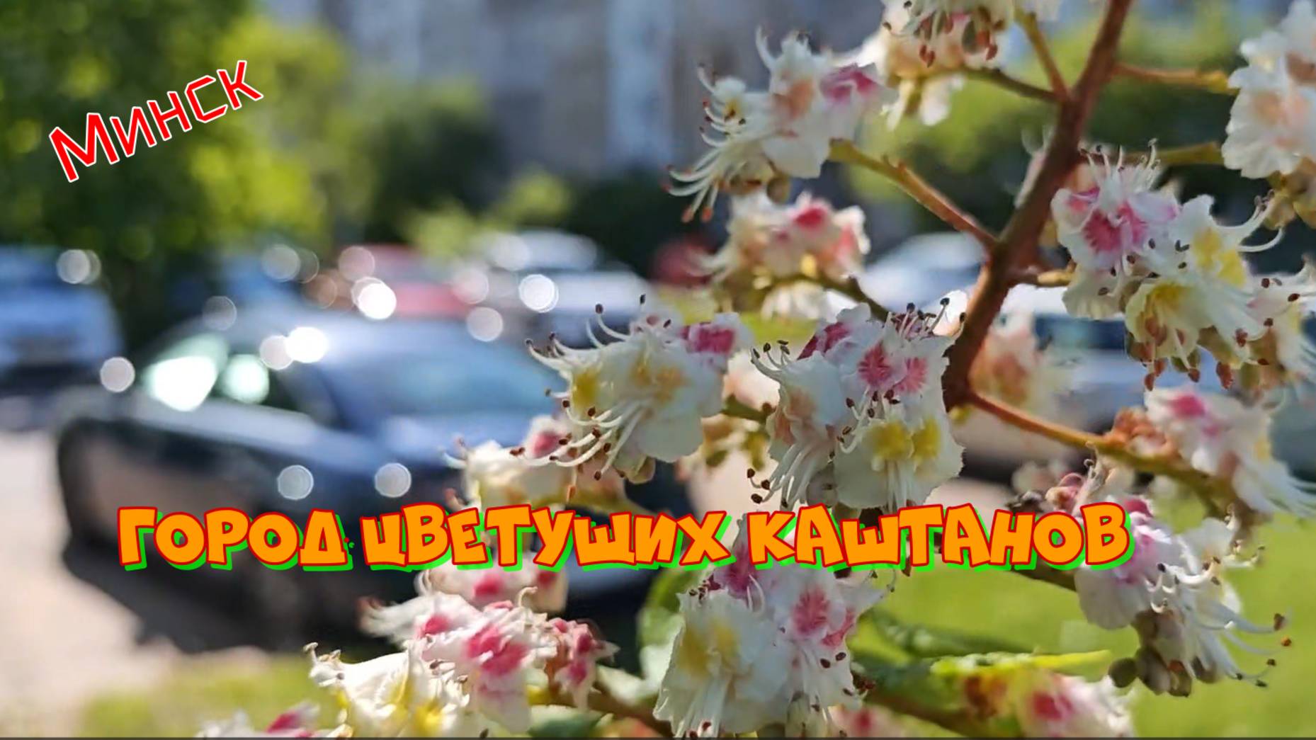 Минск - город цветущих каштанов