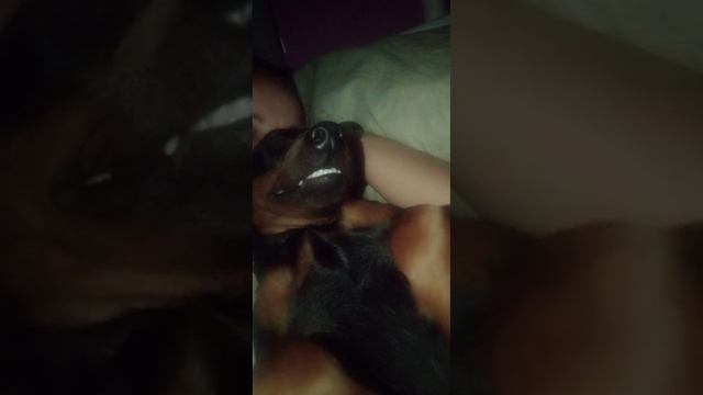 Самое трогательное видео. Сделано специально для моей собаки #благодарность #цвергпинчер #собака