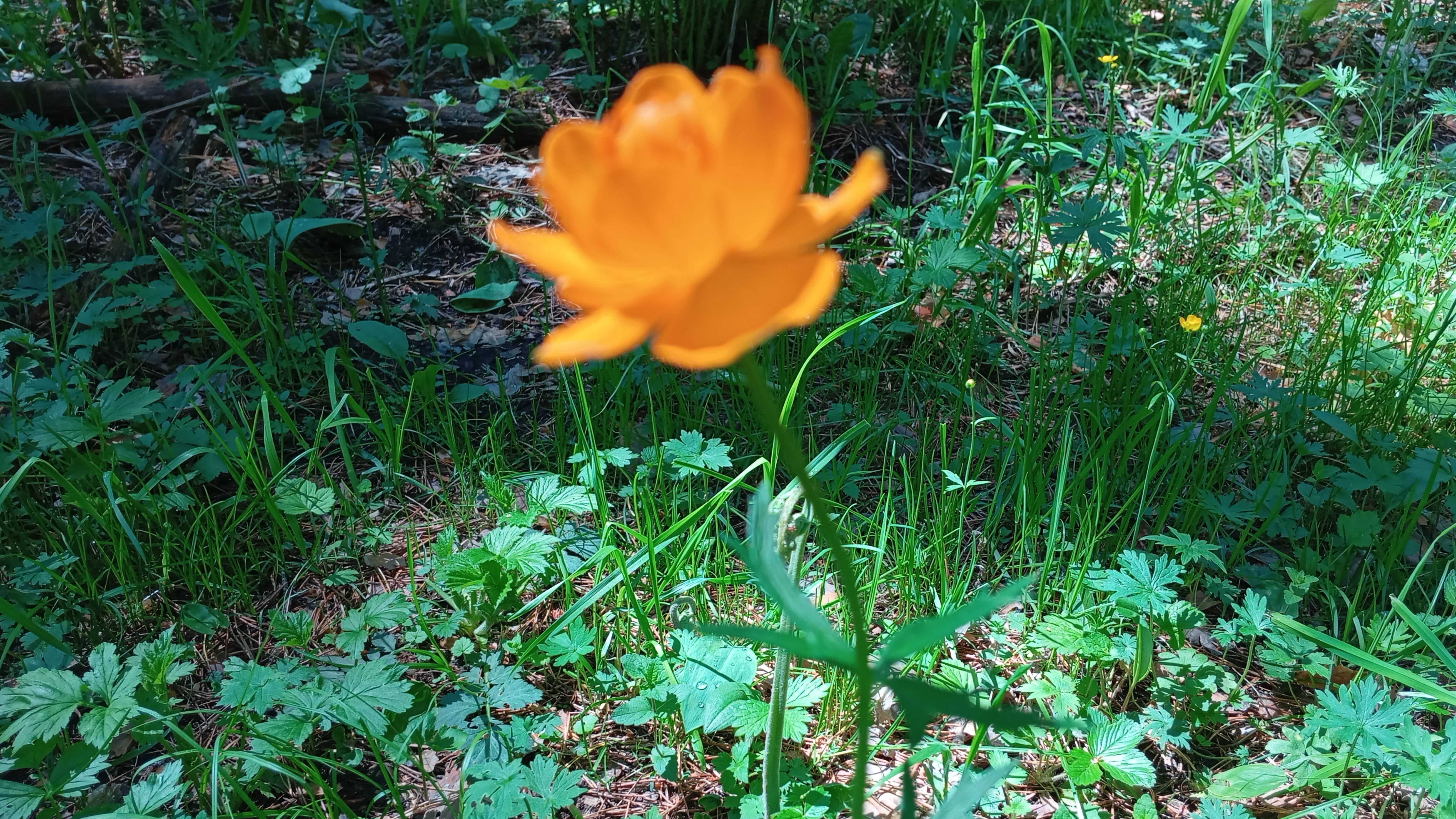 Дары природы! Собираем папоротник!🌿🌿🌿