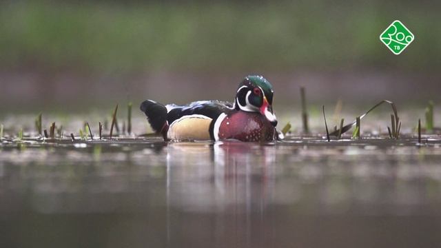 Маленькие обитатели пруда. Анонс. Канал ЗОО ТВ