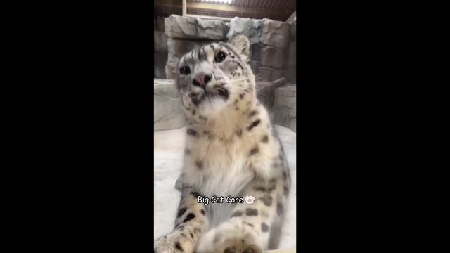 Смешные коты 3