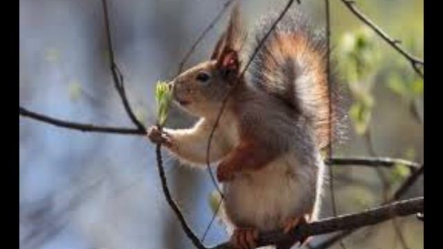 №15"Тютчев. В воспоминаниях, в стихах и прозе"