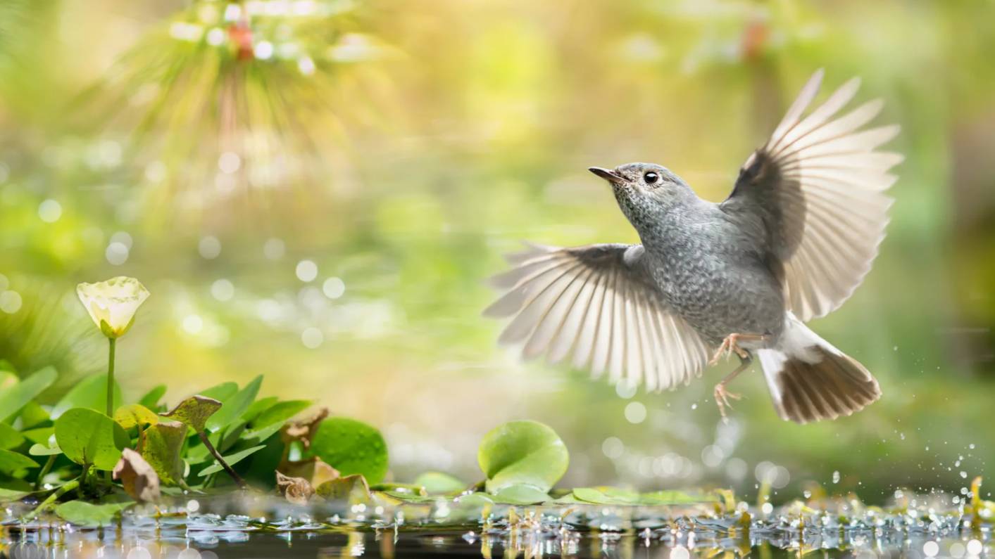 Птицы в Воде: Расслабляющее видео, Звуки Птиц, Релакс, Видео для Кошек