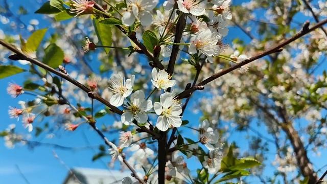 Цветущая вишня. Как цветёт вишня
