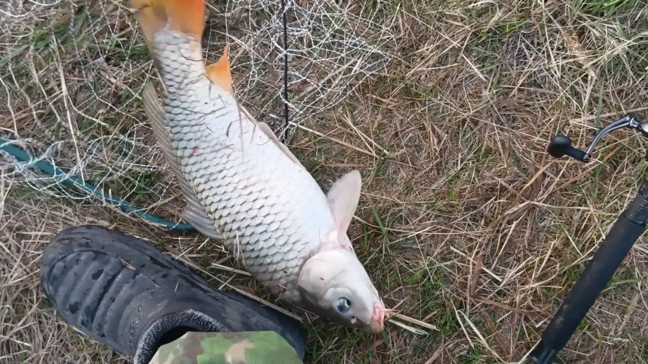 РЫБАЛКА ПО САЗАНУ И КАРАСЮ!!! 400 км. ОТ ДОМА!!!