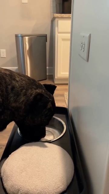 Аккуратный пёс