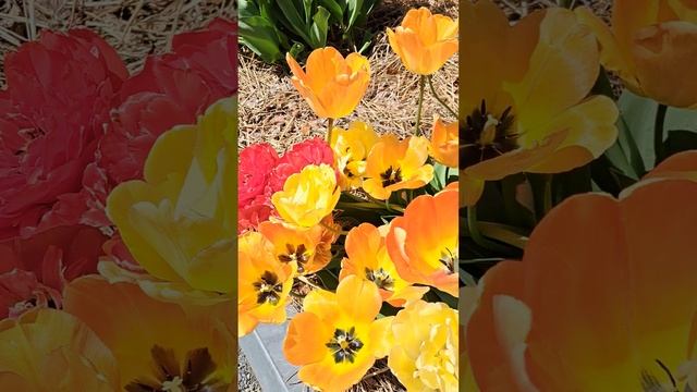 Огромные отцветающие тюльпаны