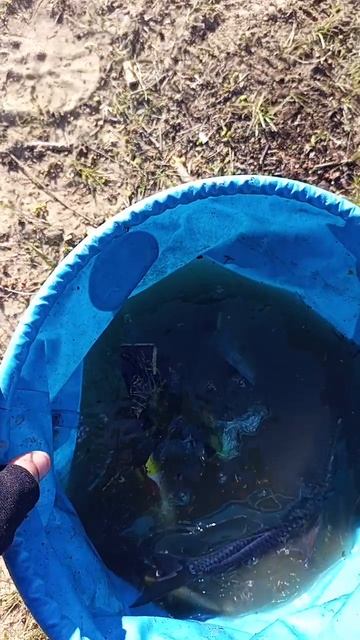 рыбалка на Вычегде. весна