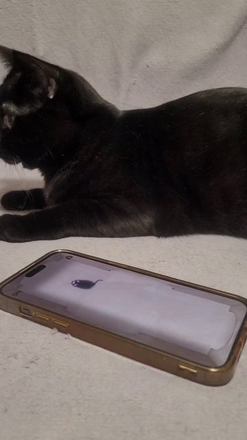 Смешные кошки / Funny cats video 🐈🐱🐈 Котик Вася наблюдается за мышкой