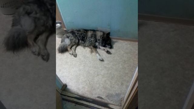 Сторожевая собака Шарик