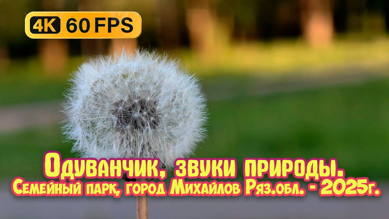 Одуванчик, звуки природы. Семейный парк, город Михайлов, Рязанская область