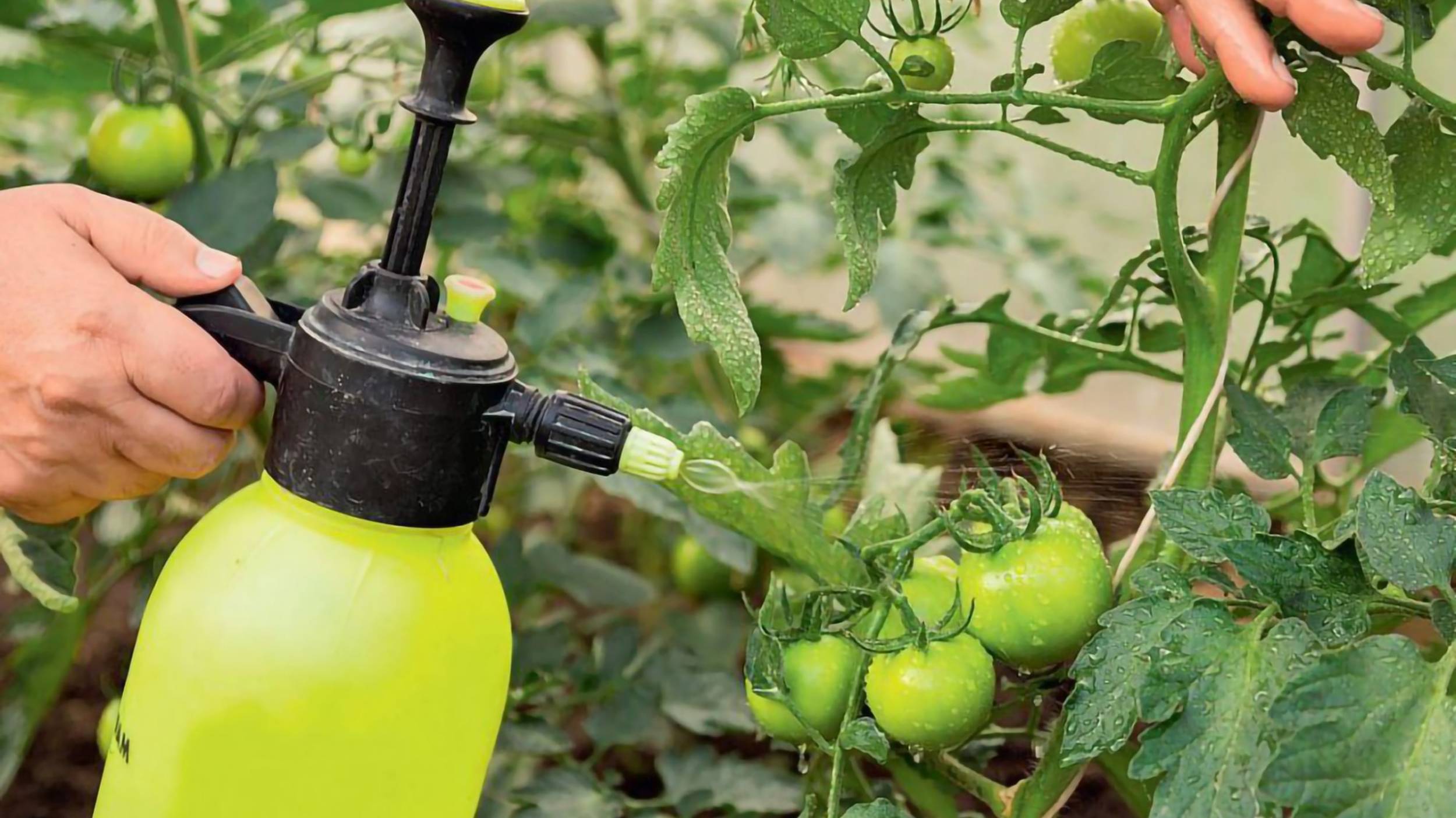 Обработка томатов по листу в теплице.