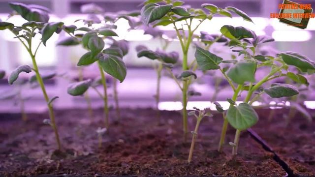 How "Fat-Agro" Ensures High-Quality Seed Potatoes | Testing and Diagnostics Process
