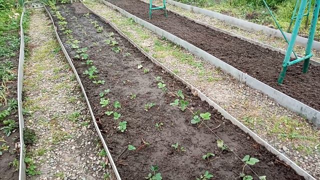 Заложил новую грядку садовой клубники