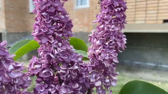 Сирень во дворе