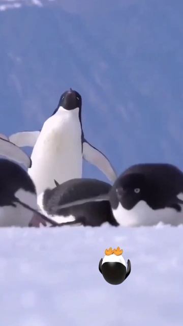 Пингвины в Антарктиде #пингвины #антарктида #дети #сезонконтентаRUTUBE