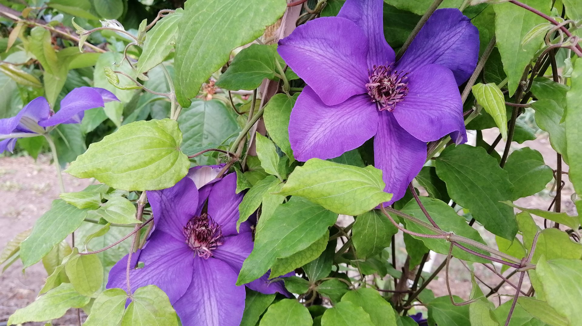 Как лучше сформировать ГОРТЕНЗИЮ в новых природных условиях