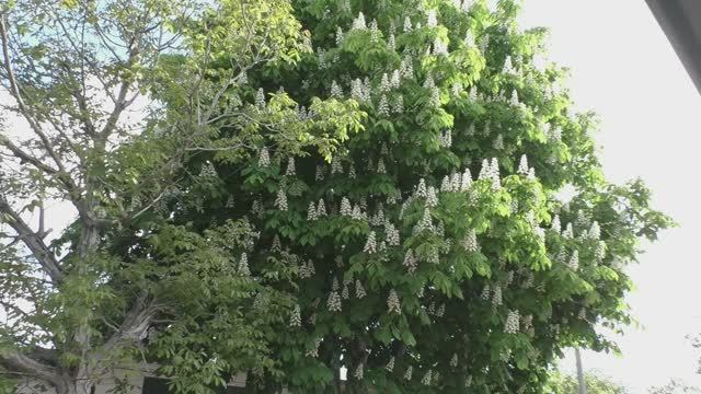 Цветёт каштан.