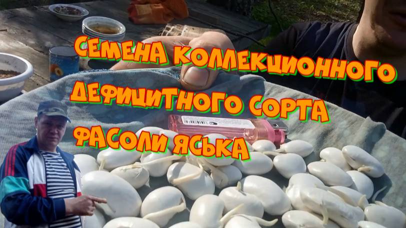 Семена коллекционного сорта фасоли  яська