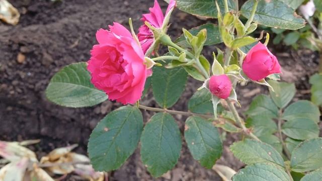 Роза F.J.Grootendorst (Гибрид Rugosa, de Goey, 1918) 02 июля 2024 от Опт-Хоз