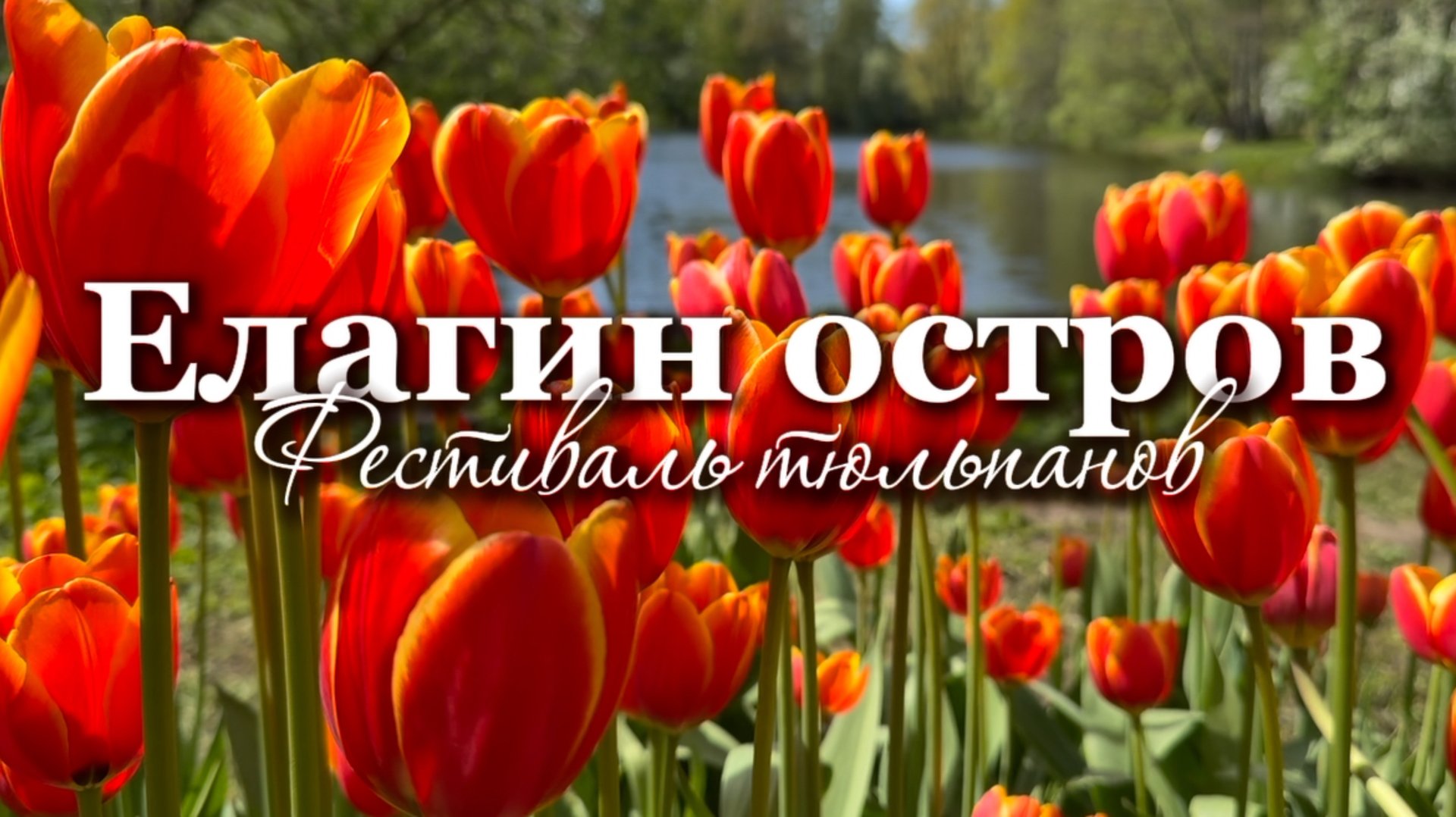 Елагин остров - Фестиваль тюльпанов!