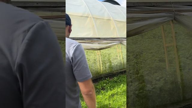 Potato tour of Russia in the Novgorod region