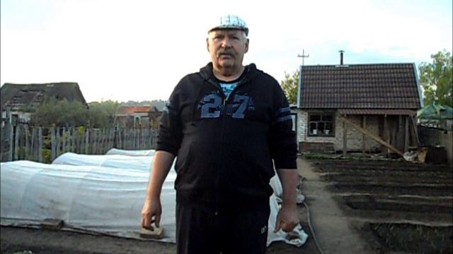 Высаживаю баклажаны