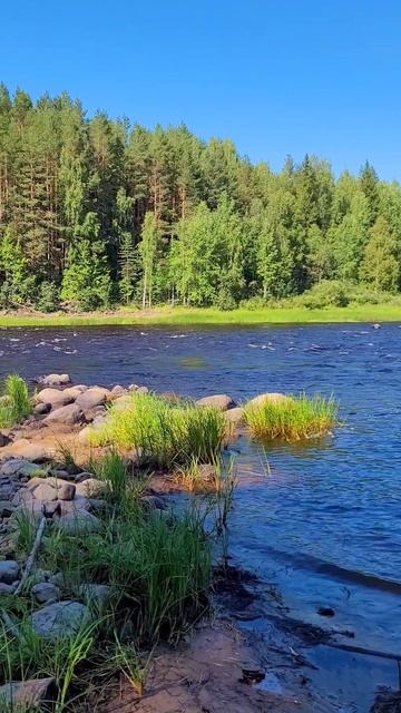 Карелия 2024. Река Шуя. Сойважпорог. Июль 2024г (Часть 2)