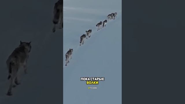 #волчьястая