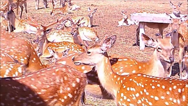 Экоферма.mp4