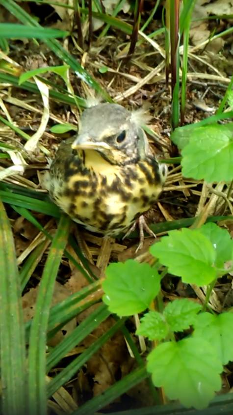 Слёток. Птенец дрозда из московского леса сидит на земле и притворяется "игрушечным"