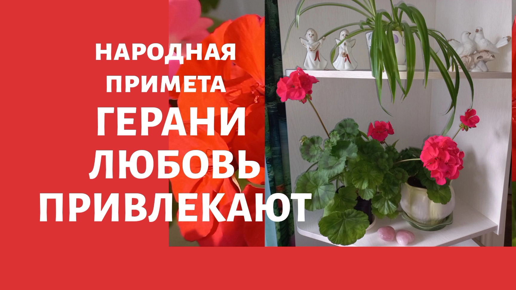 КРАСНАЯ ГЕРАНЬ ЛЮБОВЬ ПРИВЛЕКАЕТ Народная примета.