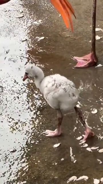 Малыш фламинго проходит обучение по добыче моллюсков